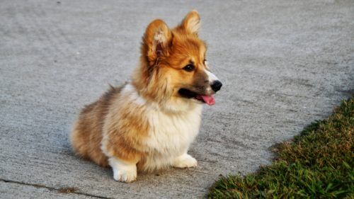 corgi description